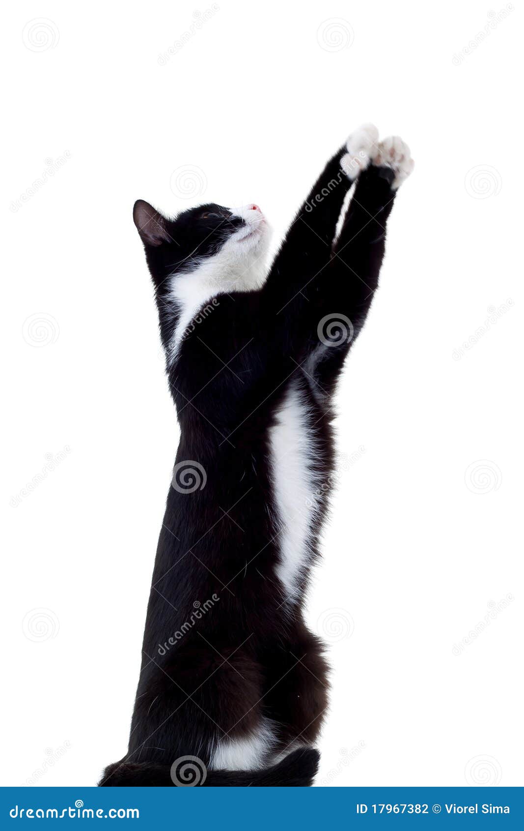 Cat reaching out stock photo. Image of childhood, playing - 17967382