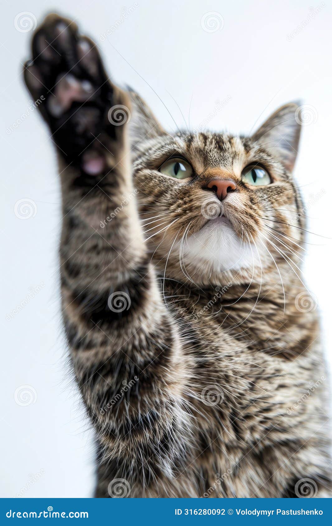 A Cat is Reaching Up with Its Paw Stock Photo - Image of short, kitten ...