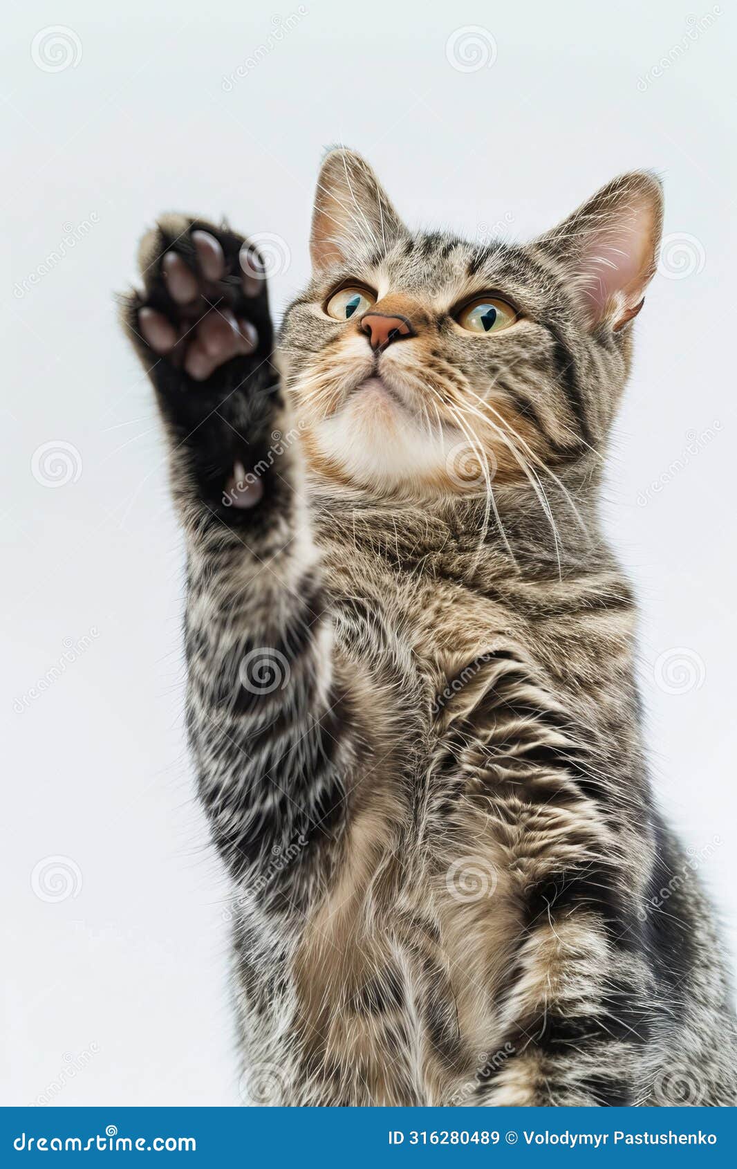 A Cat is Reaching Up with Its Paw Stock Image - Image of kitten ...