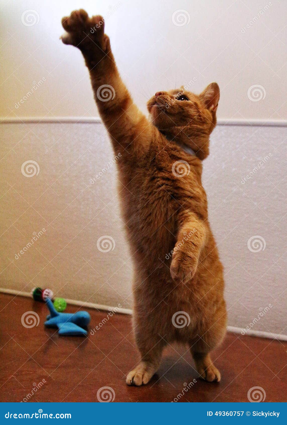 A cat reaching up stock image. Image of swiping, tabby - 49360757