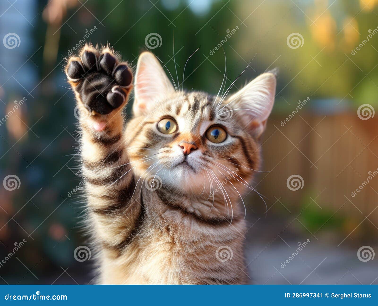 A Cat is Reaching Up To Get Something. Generative AI Image. Stock Image ...