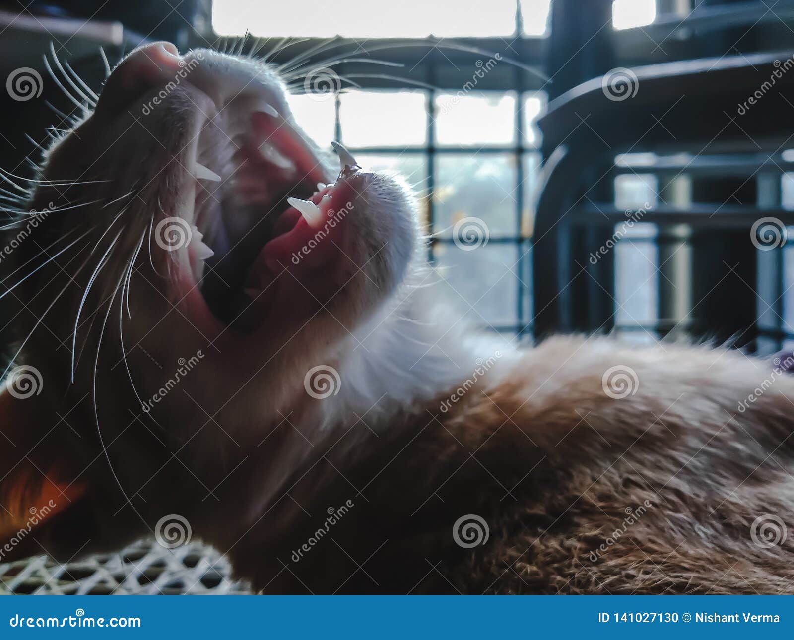 Cat reaction stock photo. Image of react, reaction, camera - 141027130