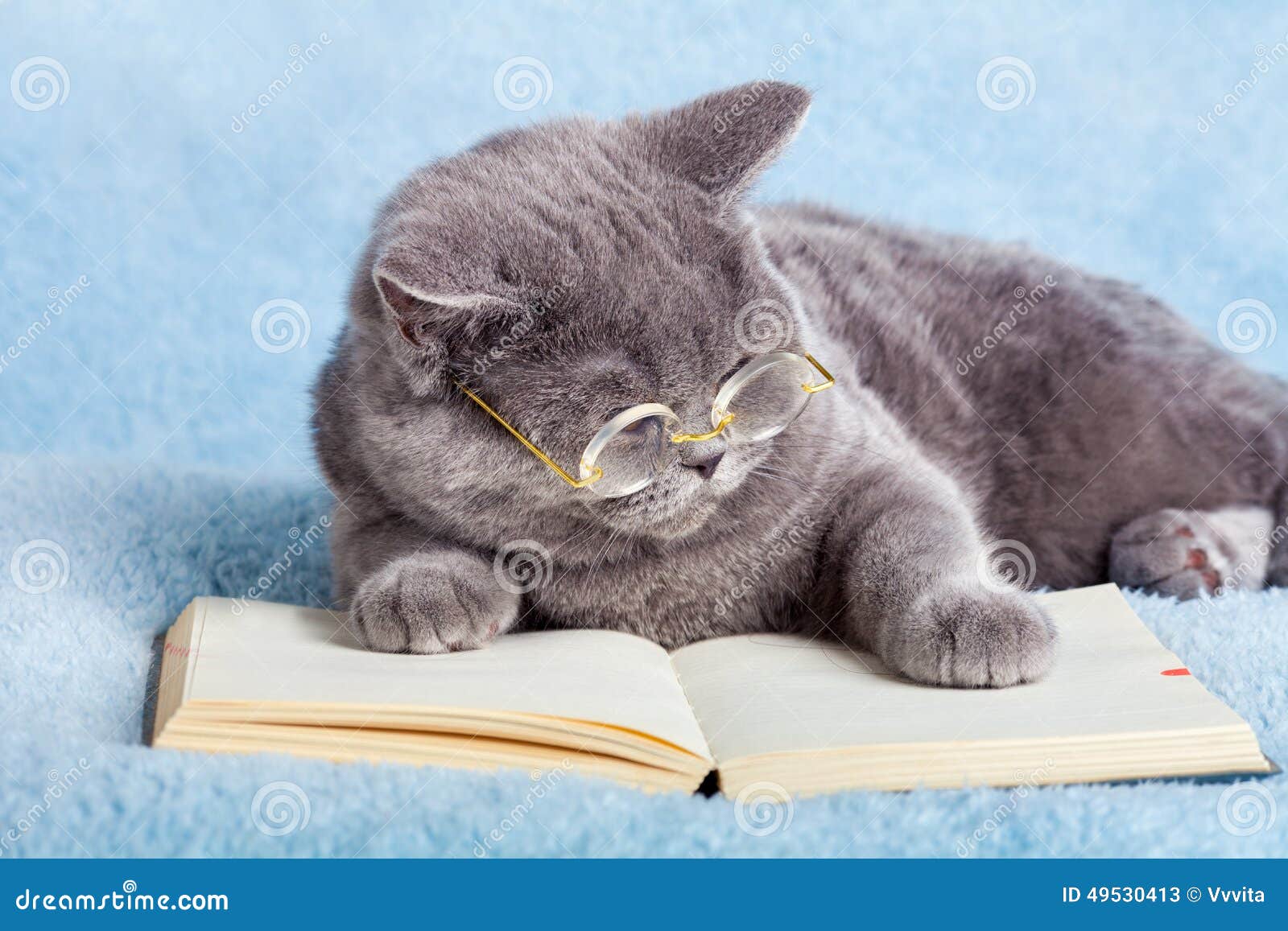 Cat reader stock image. Image of british, carnivore, organizer - 49530413