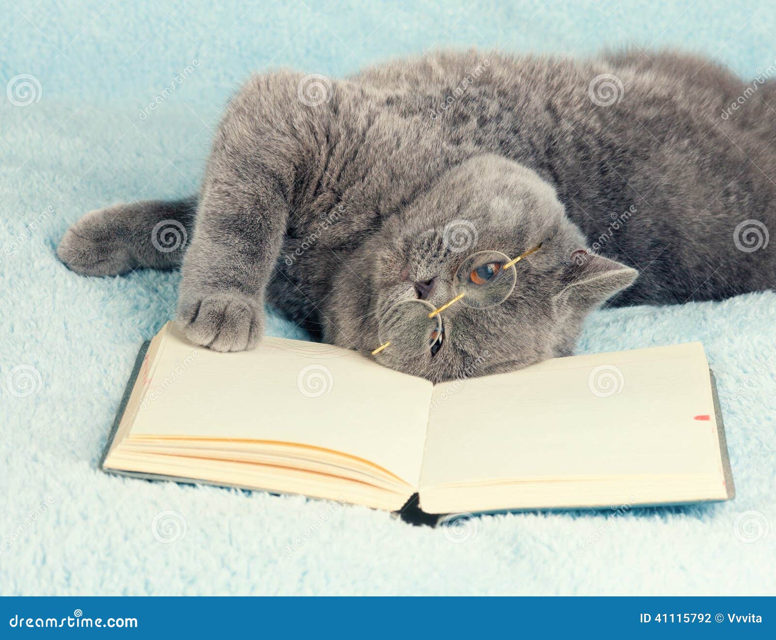 Cat reader stock photo. Image of kitty, animal, dream - 41115792
