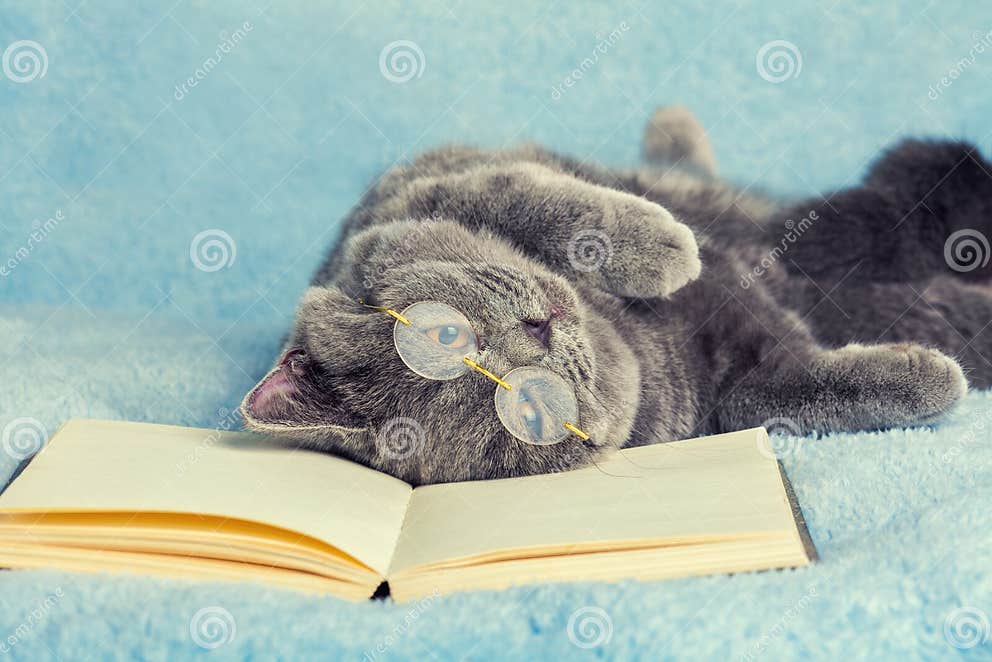 Cat reader stock image. Image of color, education, hair - 54533445
