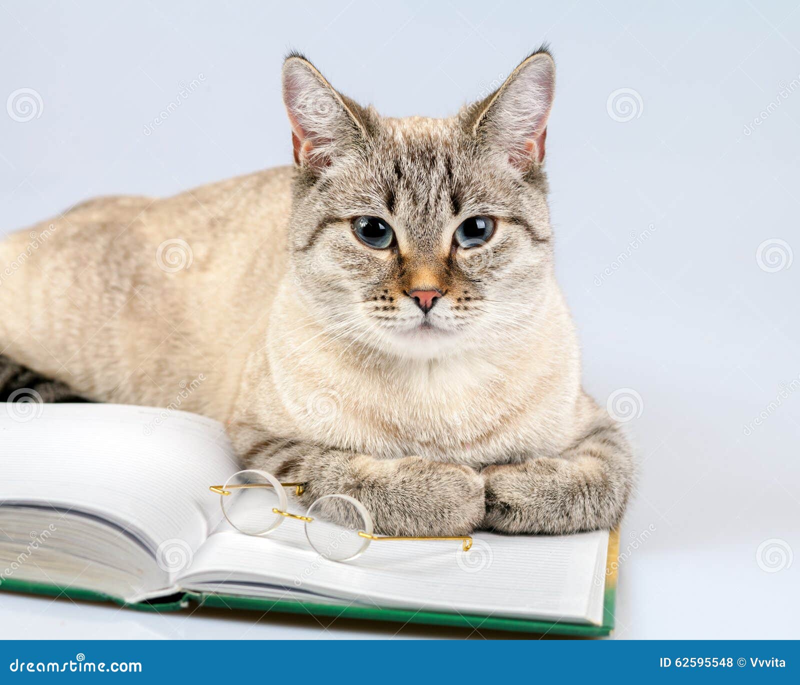 Cat reader stock photo. Image of clever, kitten, carnivore - 62595548