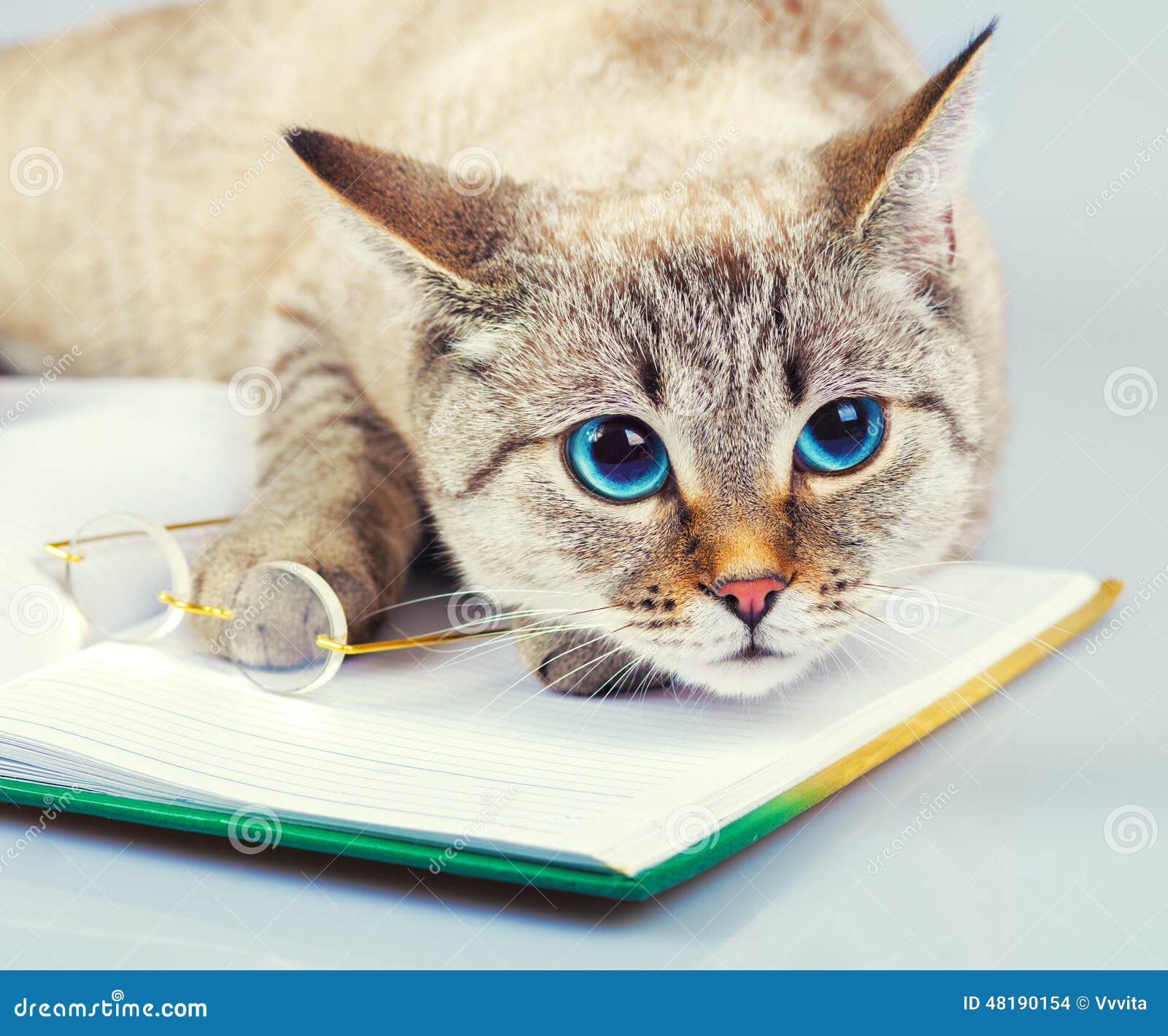 Cat reader stock photo. Image of looking, glasses, business - 48190154