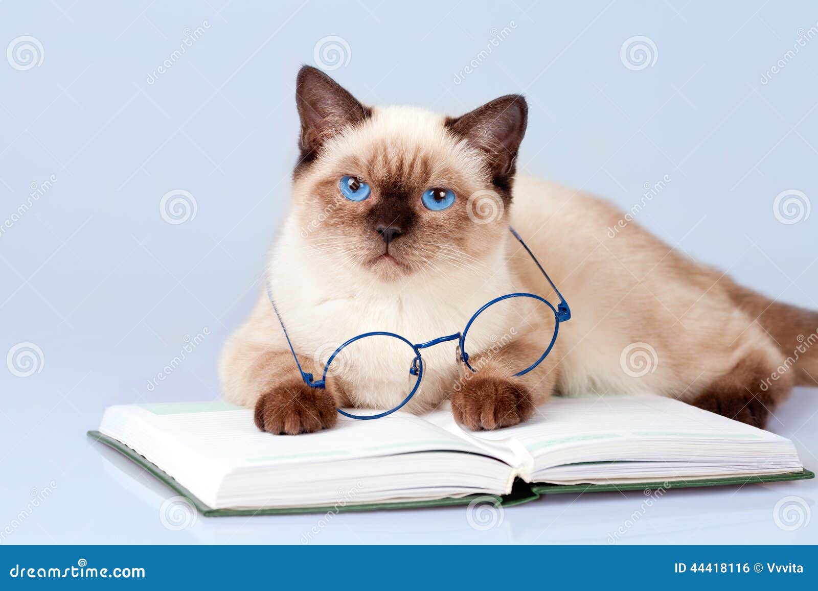Cat reader stock photo. Image of adorable, hair, british - 44418116