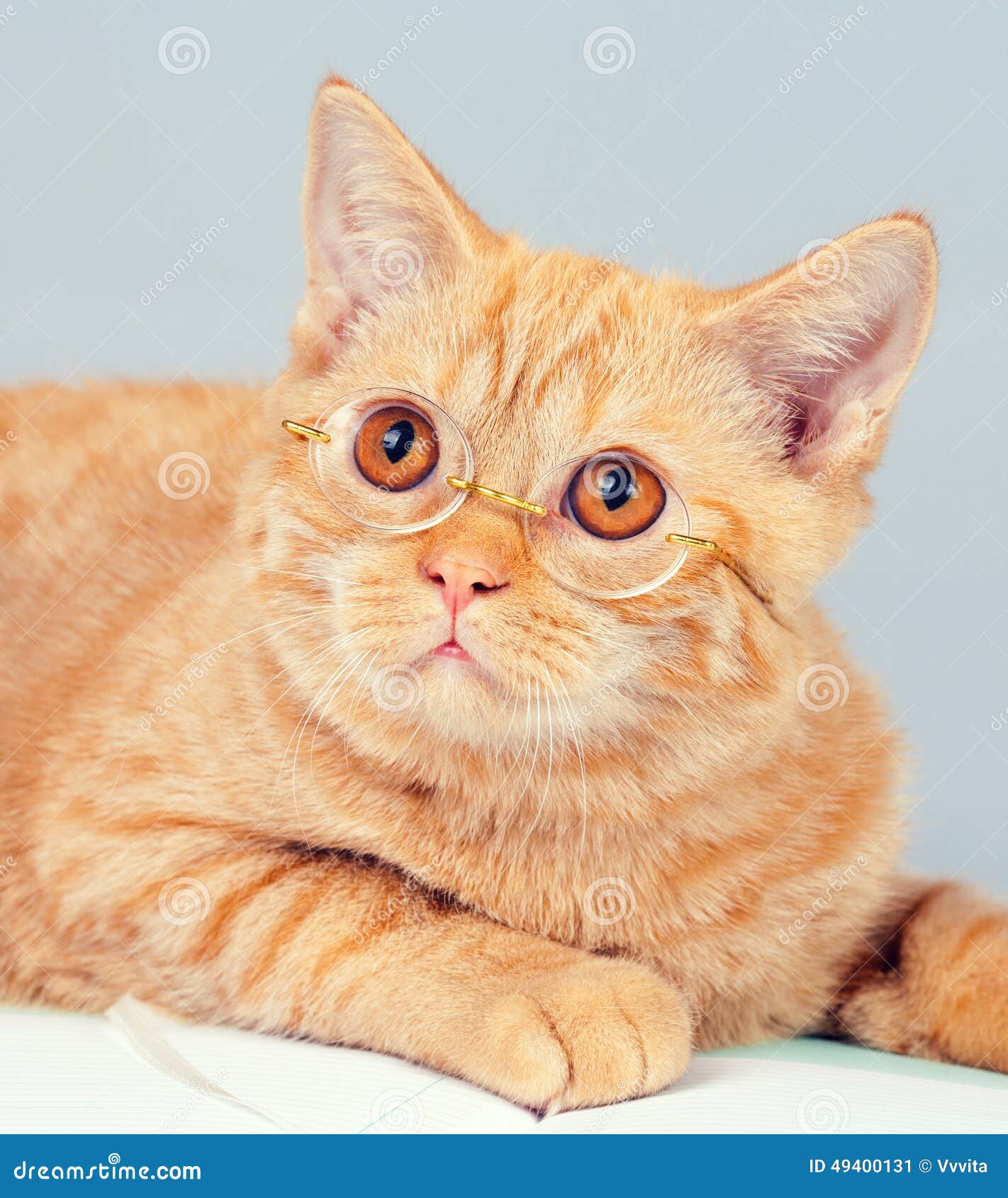 Cat reader stock image. Image of carnivore, playful, business - 49400131