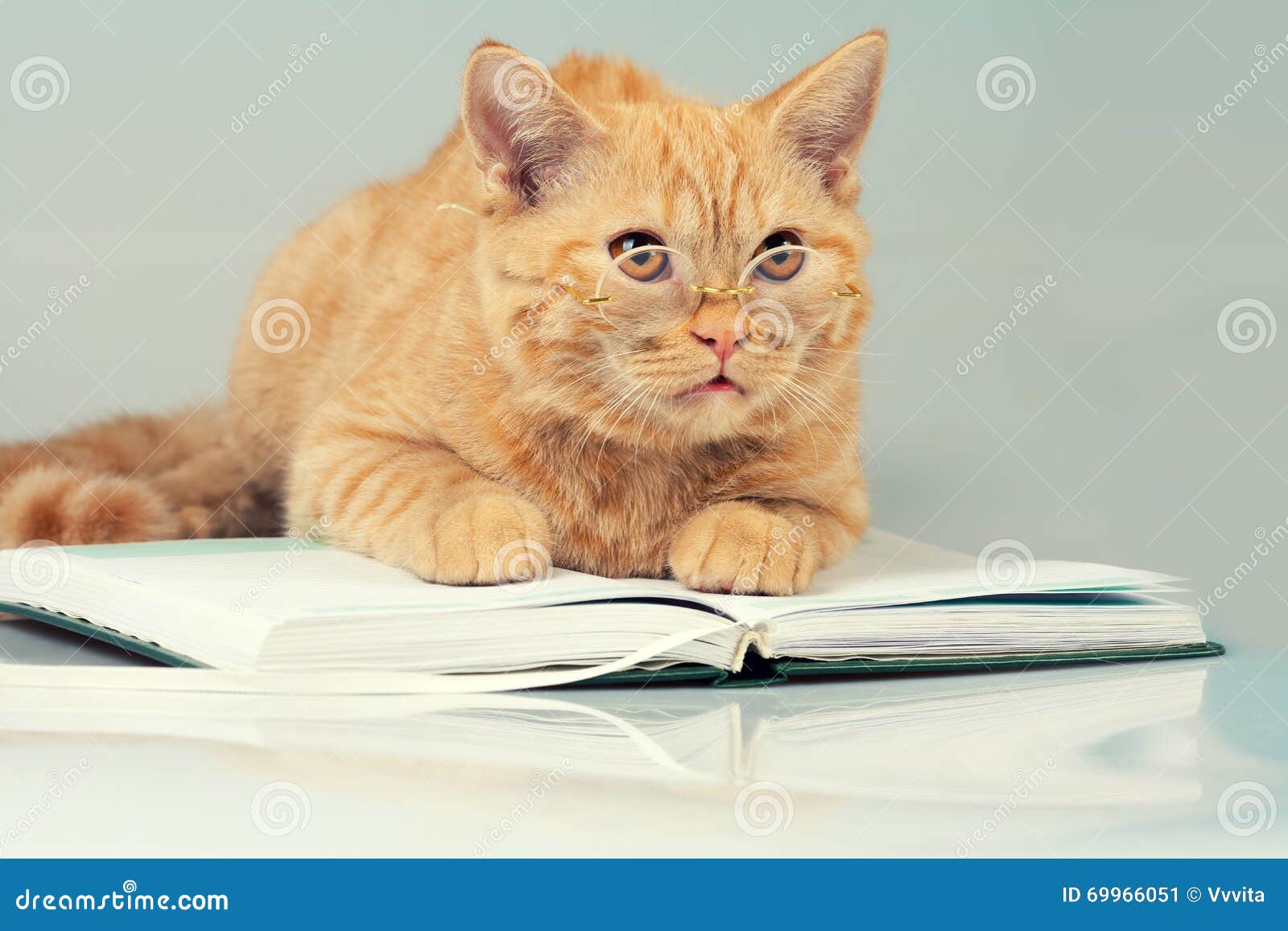 Cat reader stock image. Image of feline, lovable, playful - 69966051
