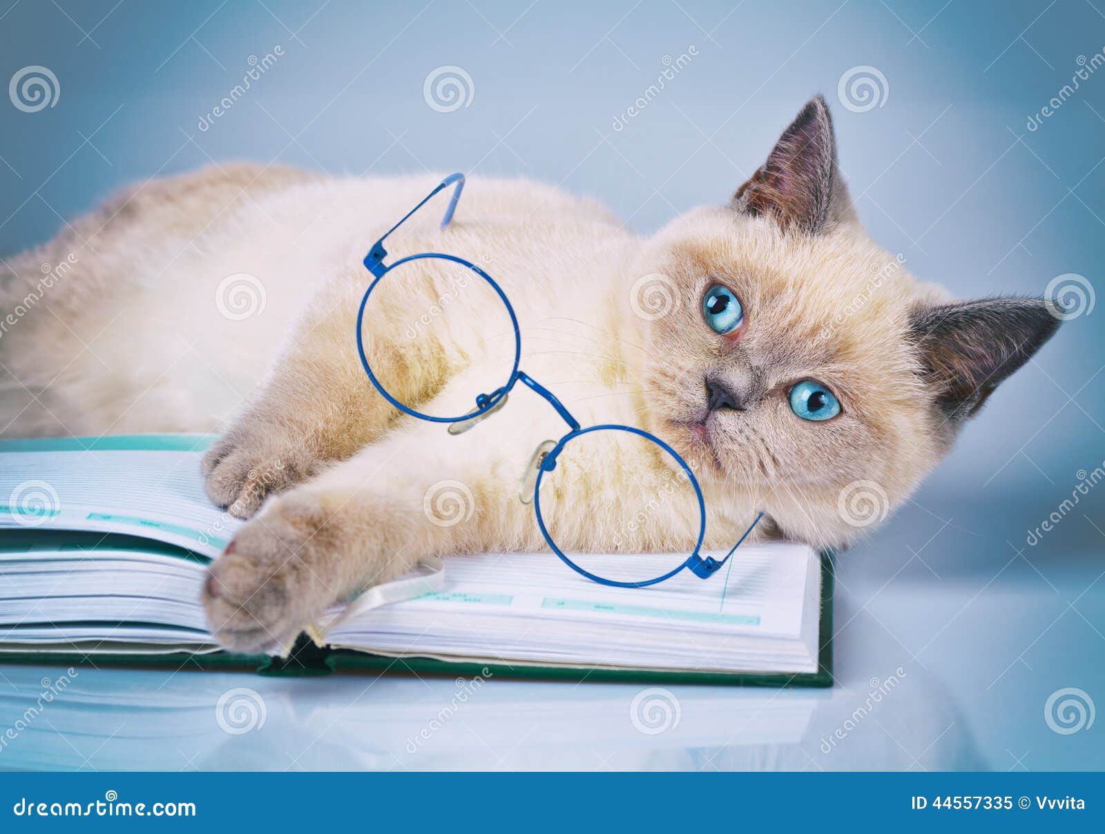 Cat reader stock image. Image of kitten, mammal, glases - 44557335