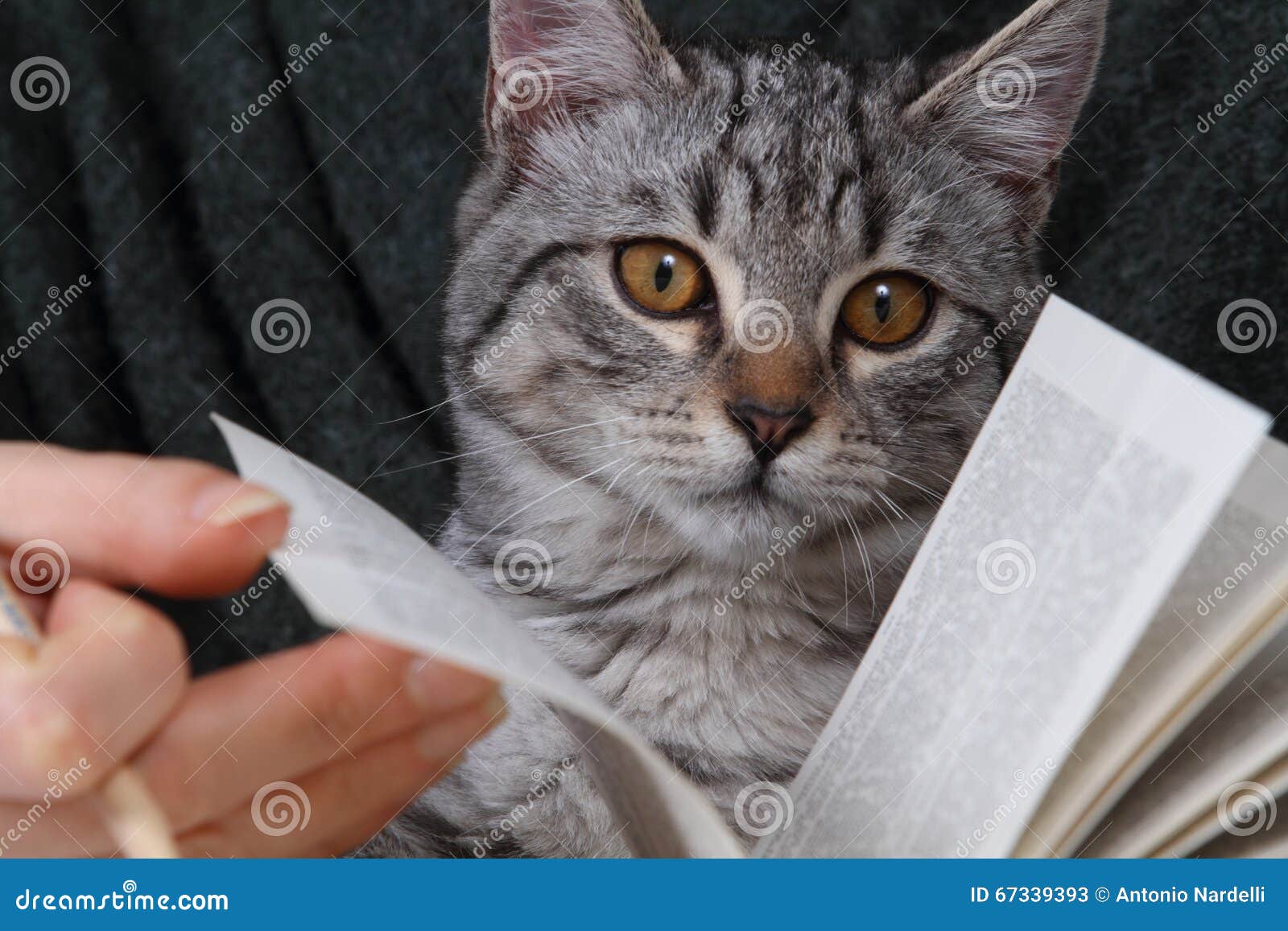 Cat reading a book stock image. Image of pages, book - 67339393