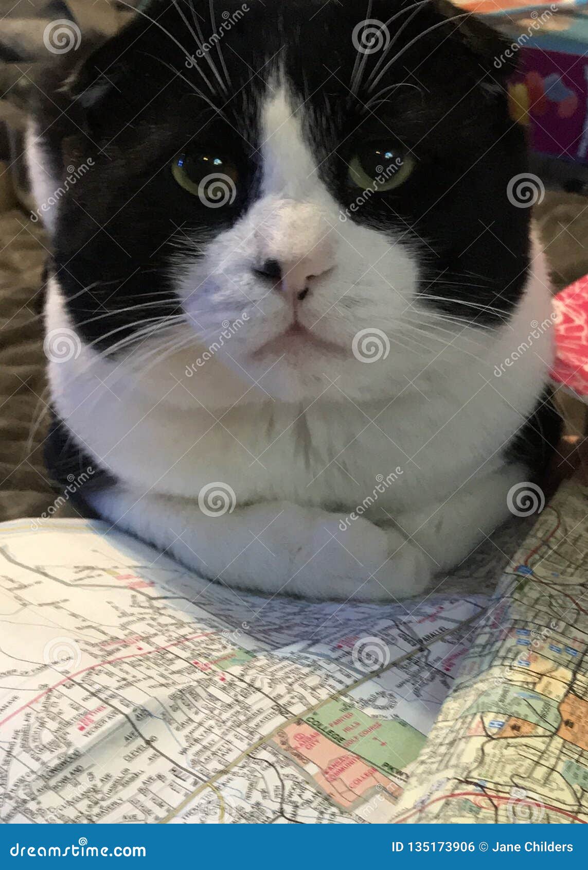 Cat Reading Map foto de archivo. Imagen de gatito, divertido - 135173906