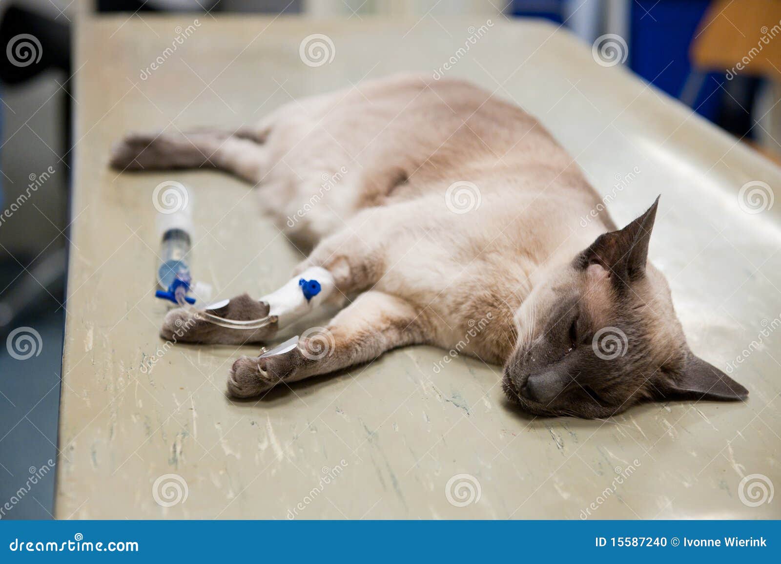Cat Ready for the Operation Stock Photo - Image of drug, surgeon: 15587240