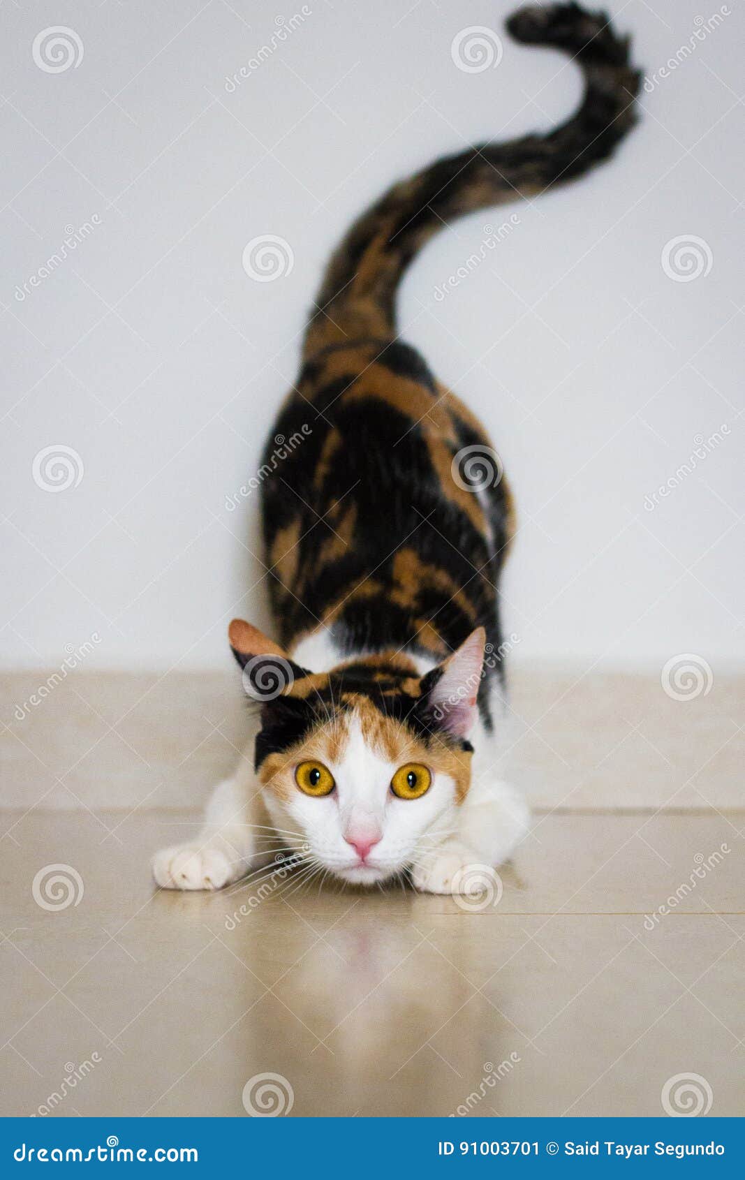 A cat ready to attack stock image. Image of eyes, domestic - 91003701