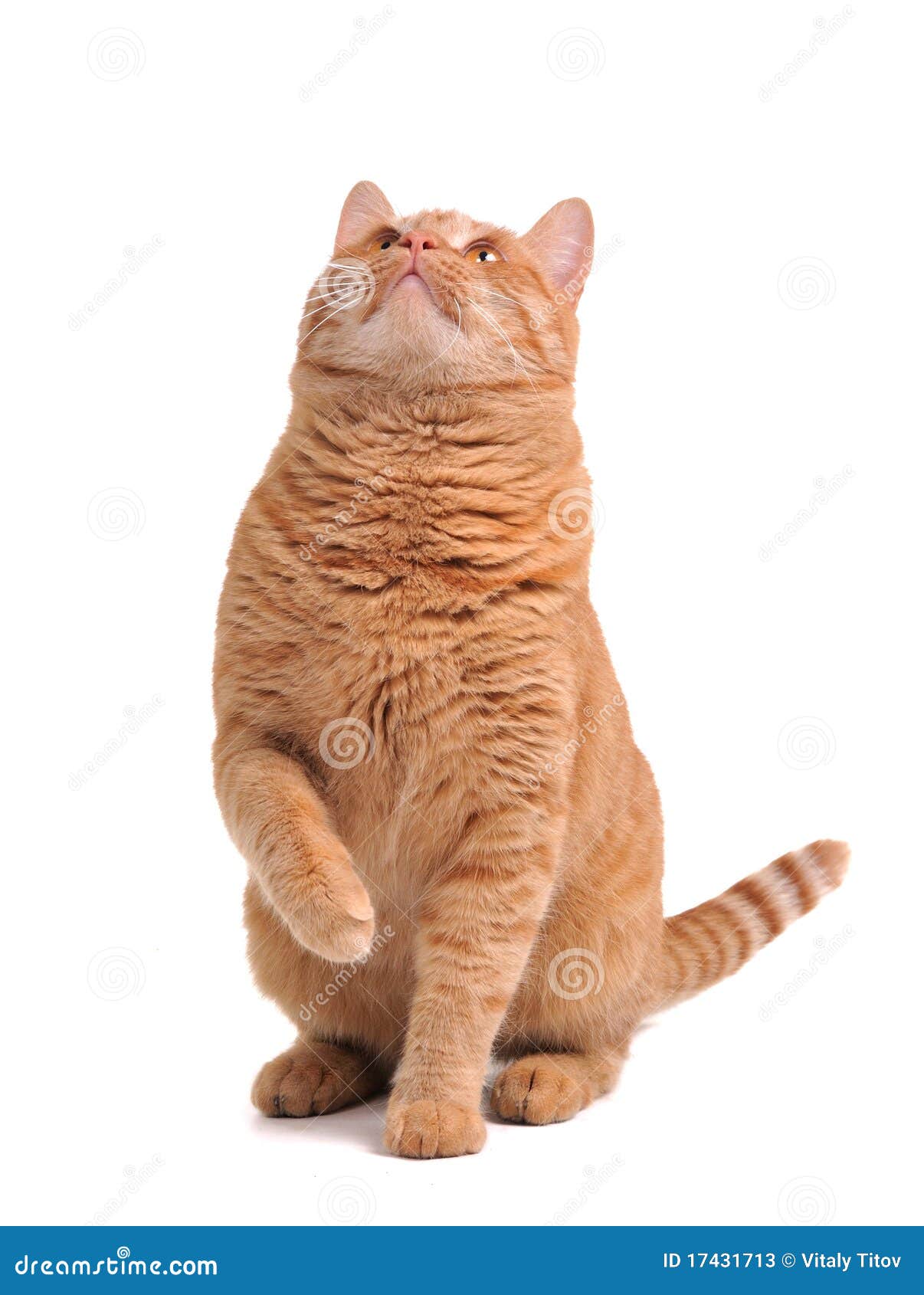 Cat Ready to Jump stock image. Image of anticipation - 17431713