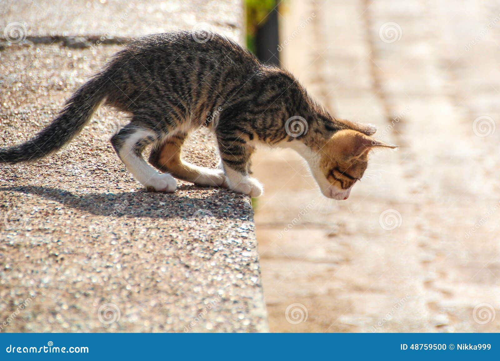 Cat ready to jump down stock photo. Image of orange, kitten - 48759500