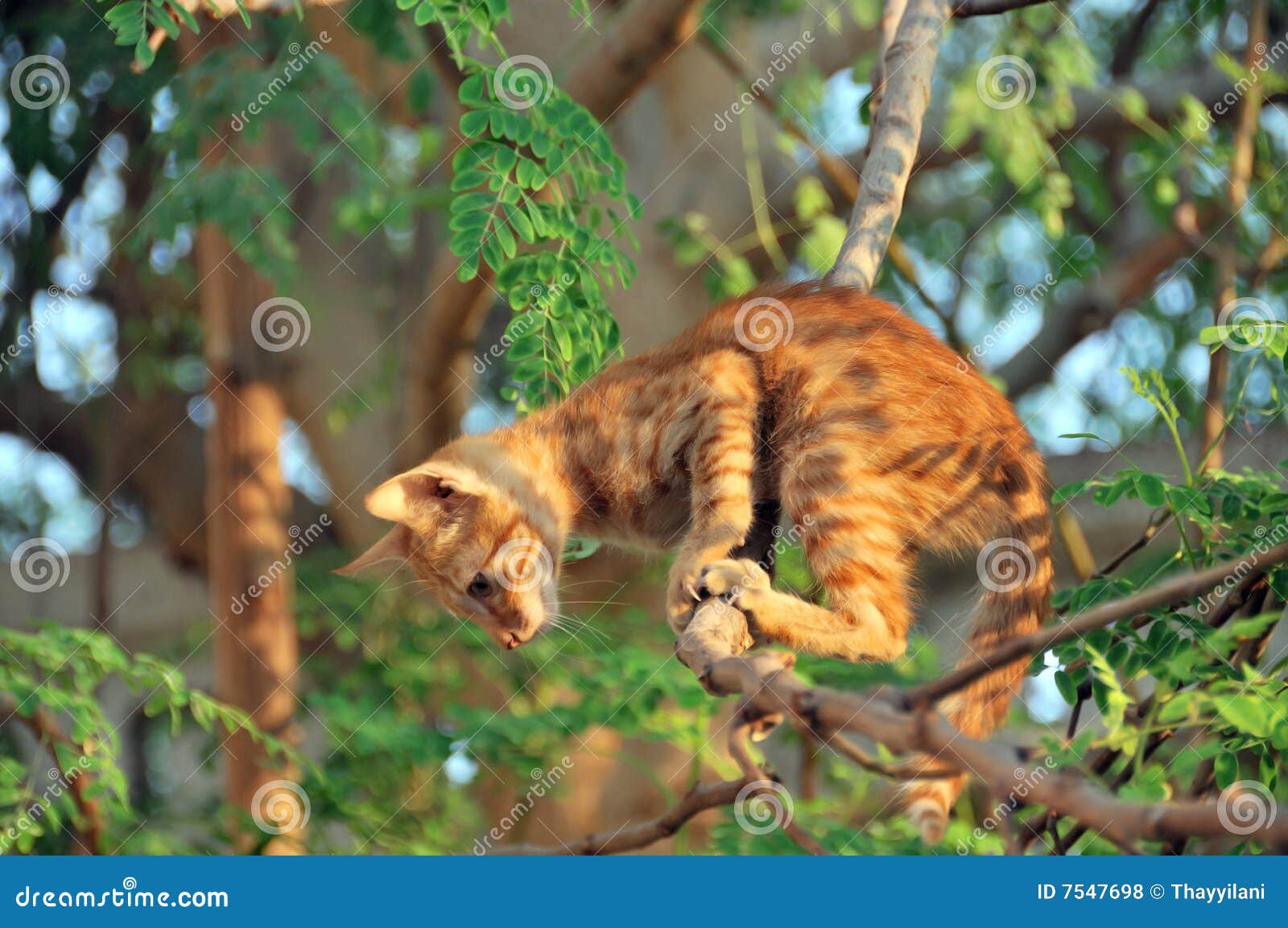 Cat Ready To Jump from Tree Stock Photo - Image of eyes, board: 7547698