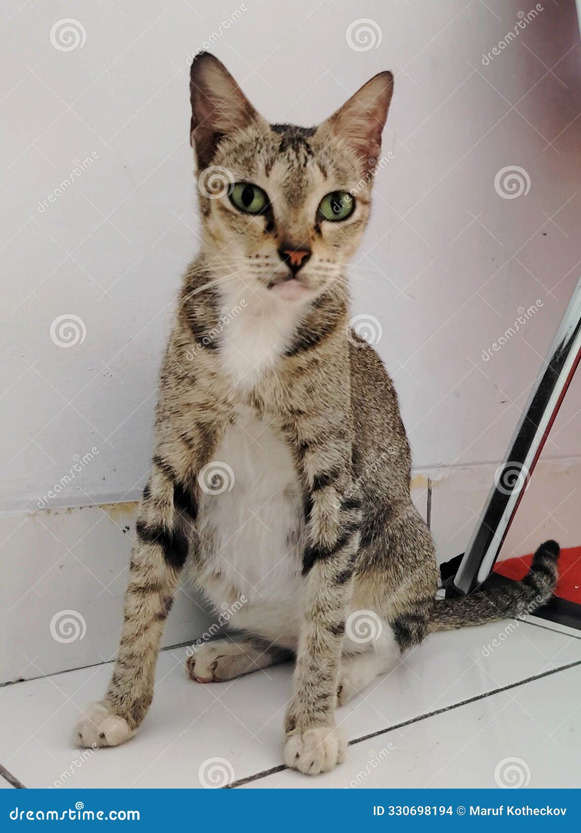 Cat Ready to Work stock photo. Image of ready, holiday - 330698194