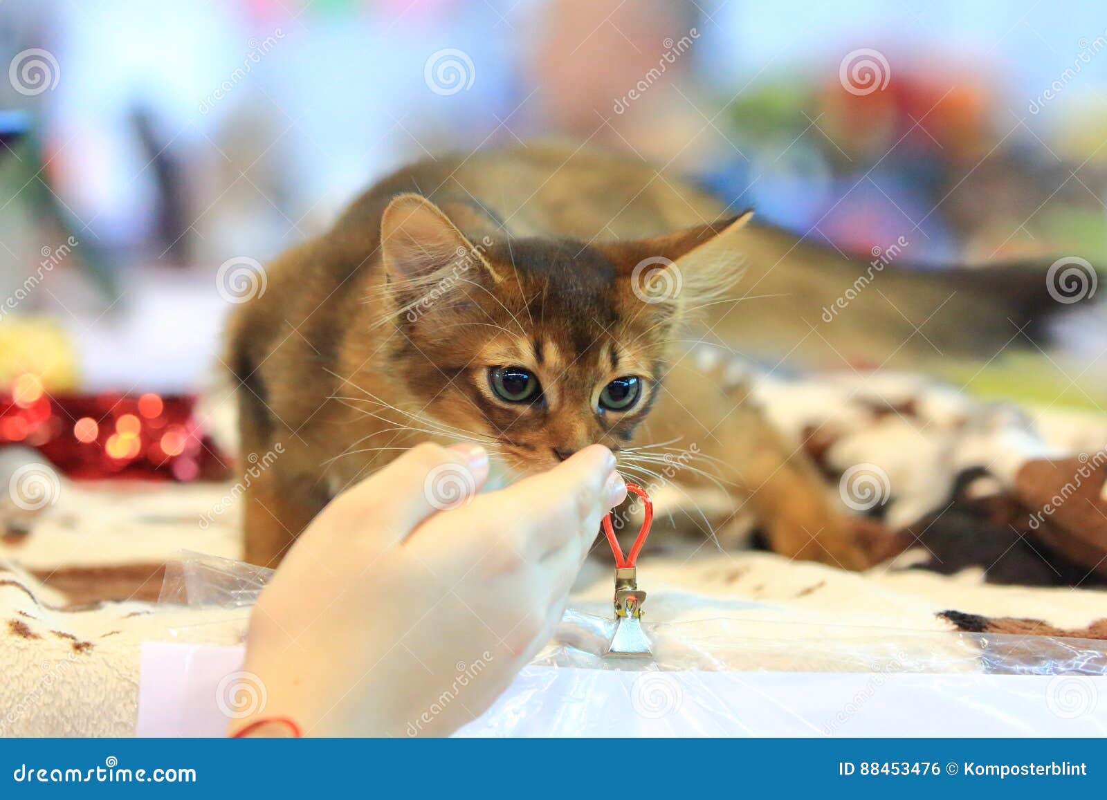 Cat. Recognition stock photo. Image of beautiful, outstretched - 88453476