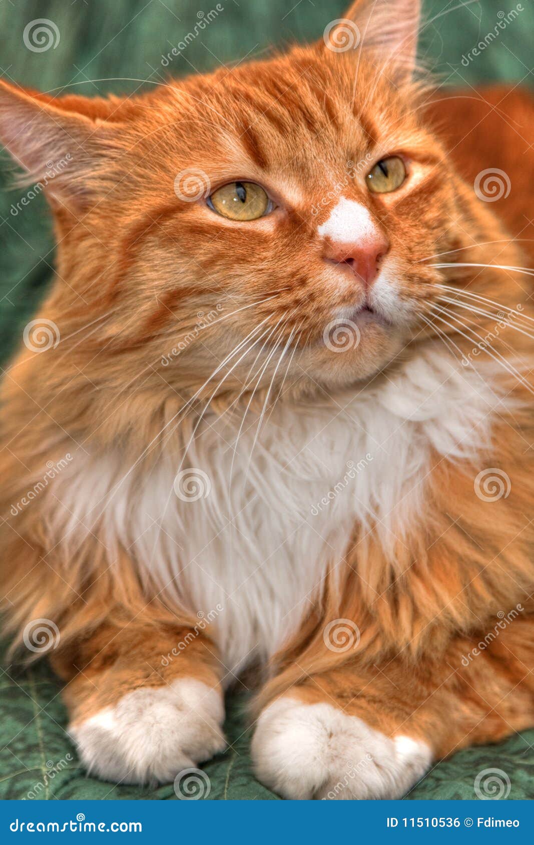 Cat red stock photo. Image of mammal, portrait, domestic - 11510536