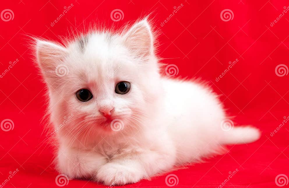 Cat on red background stock photo. Image of cute, kitten - 28531454