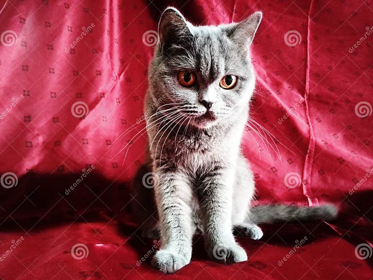 Cat on a red background stock image. Image of animal - 95789457