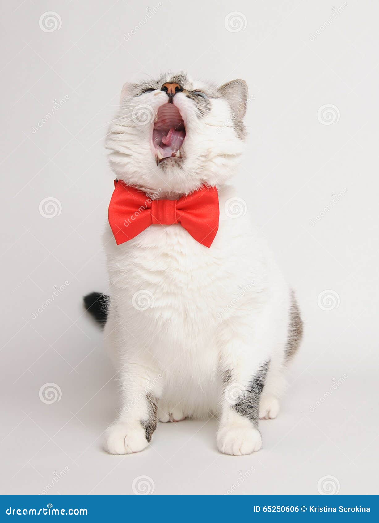 Cat in red bow tie yawns stock photo. Image of playful - 65250606