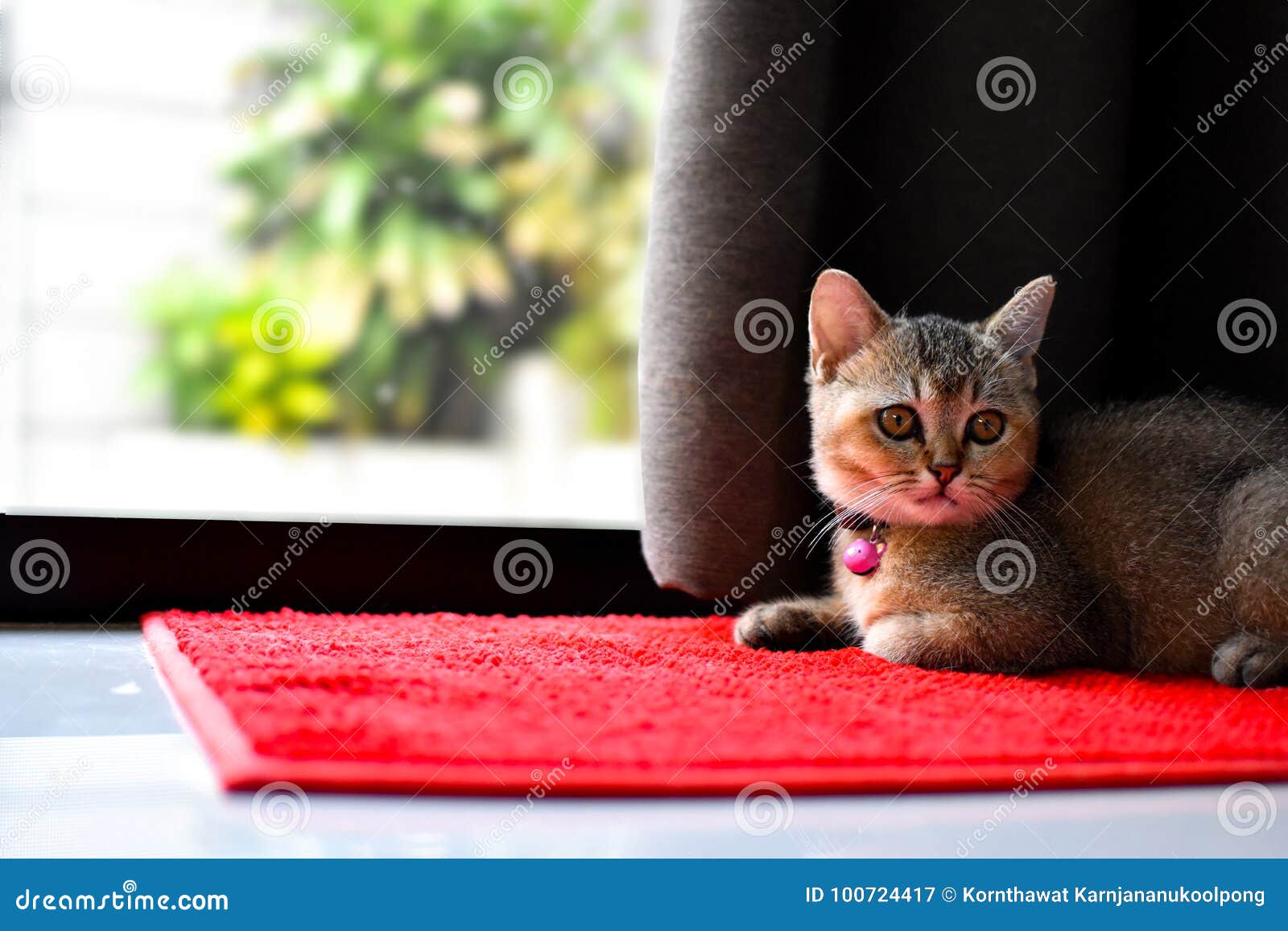 Cat on red carpet stock image. Image of adorable, striped - 100724417