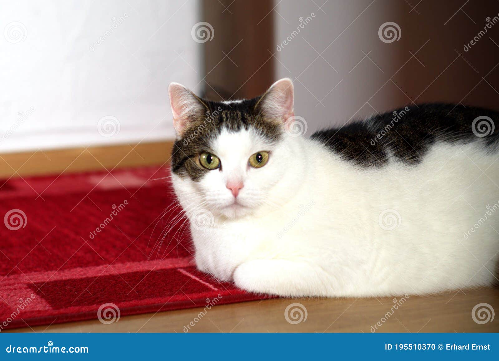 Cat on a red carpet. stock photo. Image of carpet, looking - 195510370