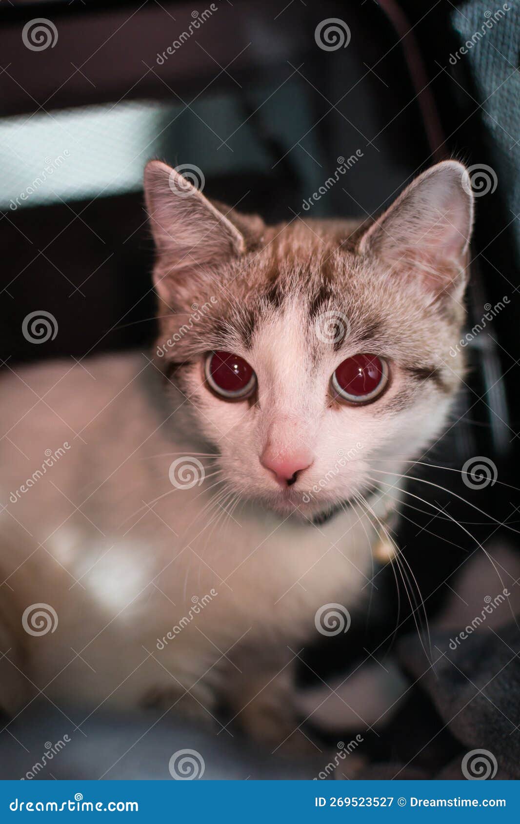Cat with Red Eyes at the Veterinary Clinic Stock Image - Image of ...