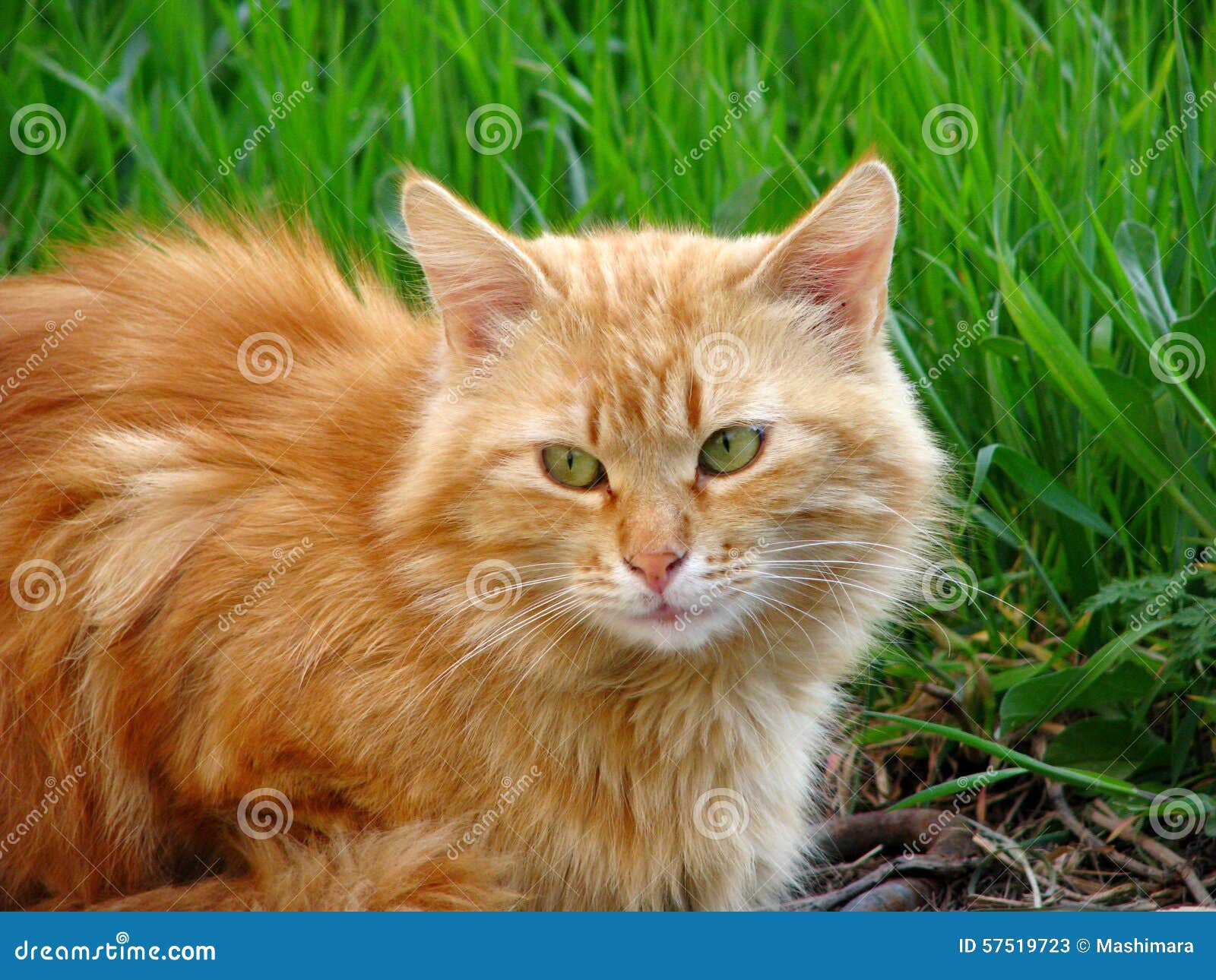 Cat with red fur stock image. Image of kitty, grass, domestic - 57519723