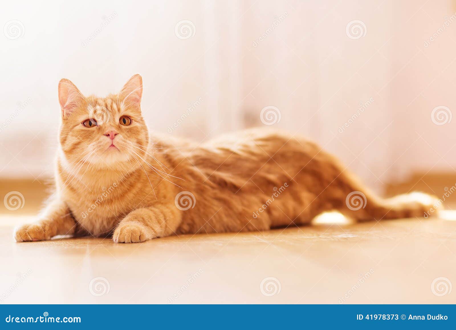 Cat with red fur stock image. Image of european, cute - 41978373
