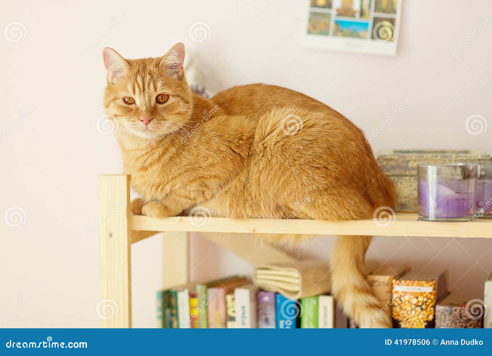 Cat with red fur stock photo. Image of creature, cute - 41978506