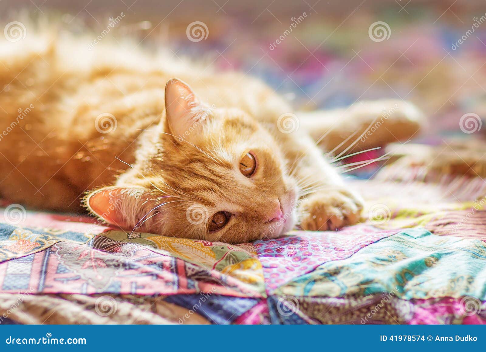 Cat with red fur stock photo. Image of home, mammal, green - 41978574