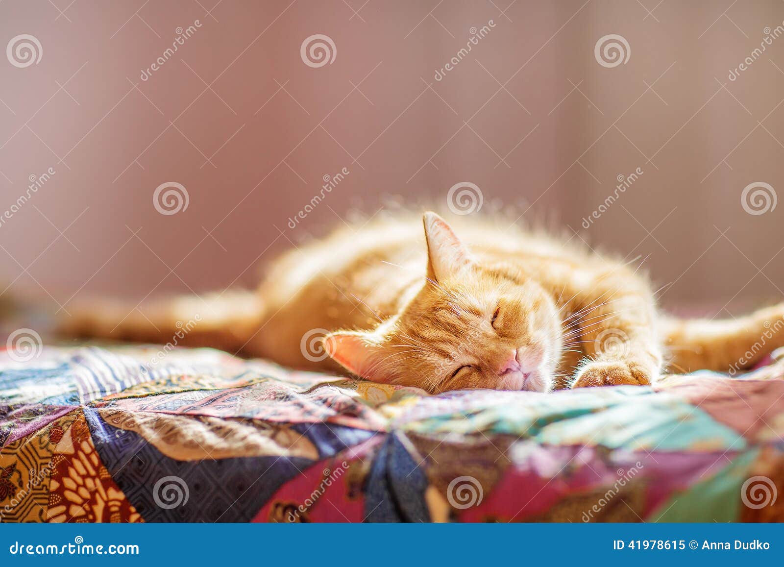 Cat with red fur stock image. Image of kitty, cute, play - 41978615