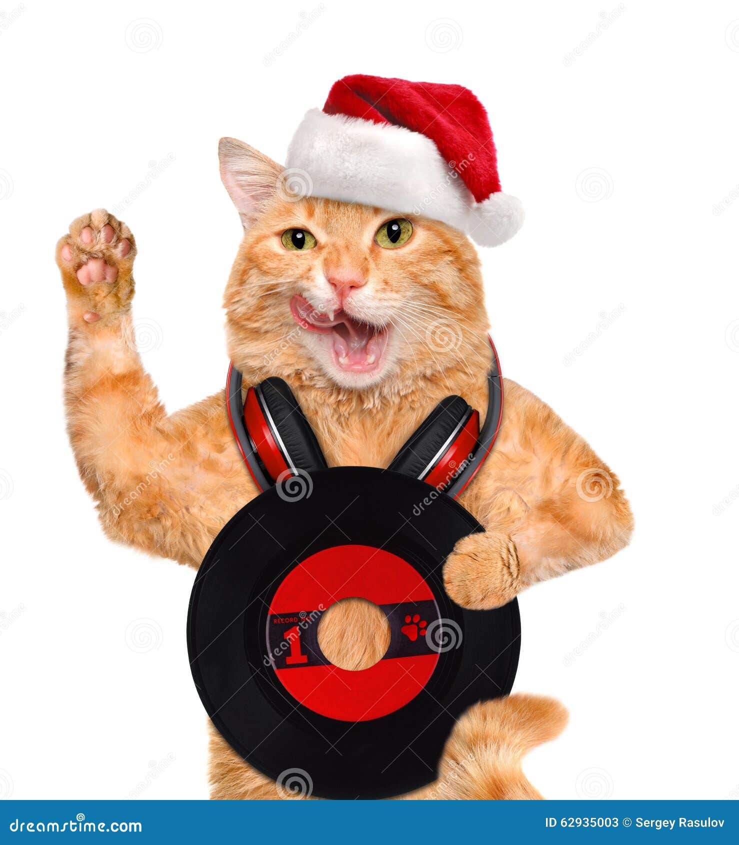 Cat in Red Hat Holds a Vinyl Record . Stock Image - Image of beautiful ...