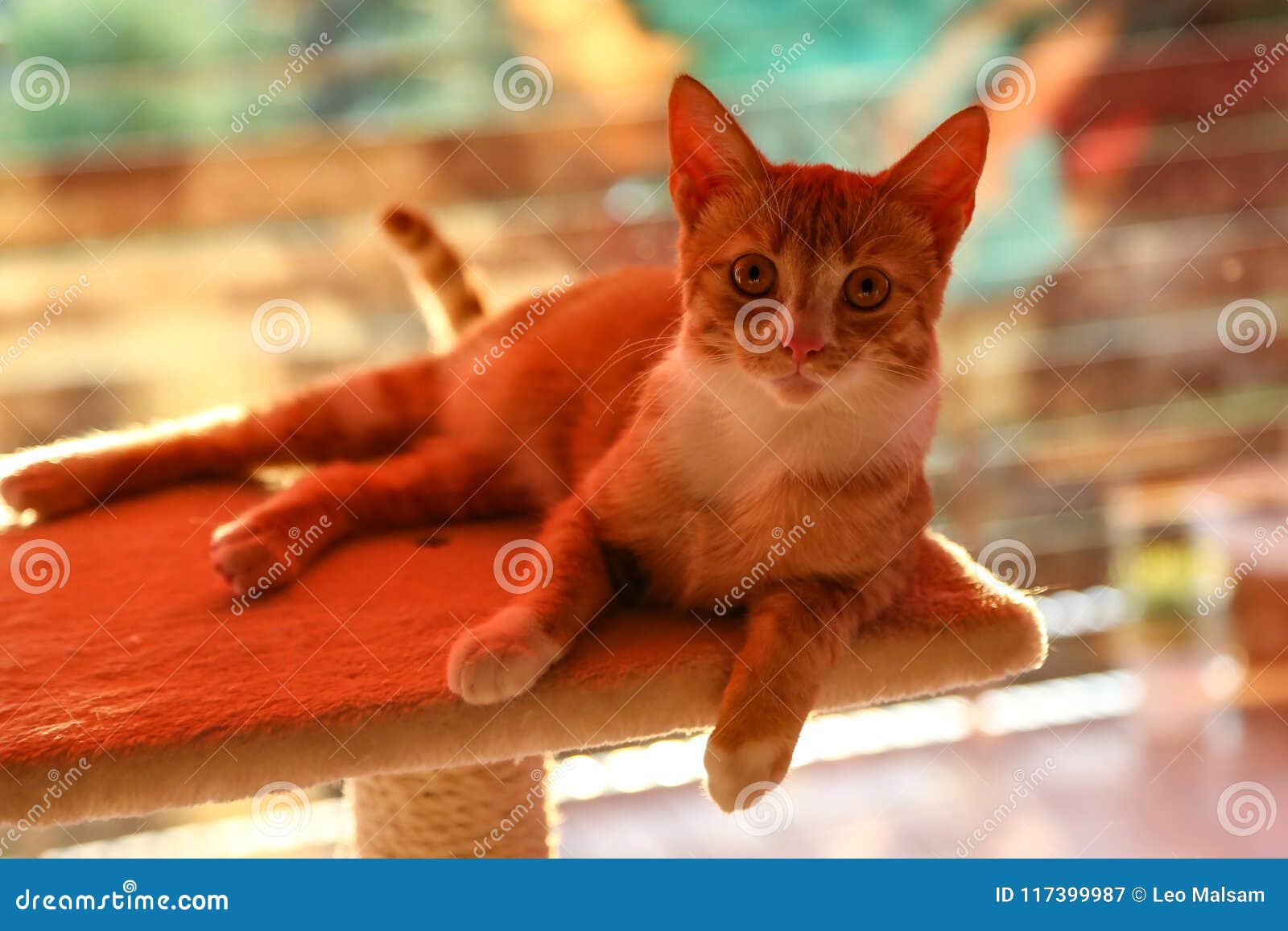 Cat / Red-headed cat stock image. Image of kitten, color - 117399987
