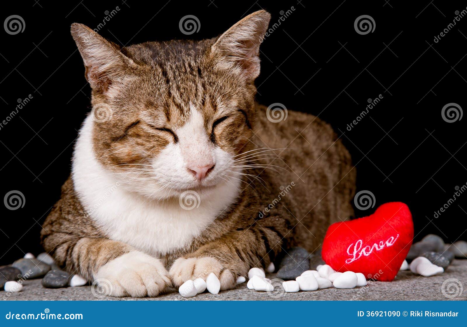 Cat with Red Heart Shaped Love Stock Photo - Image of hair, looking ...
