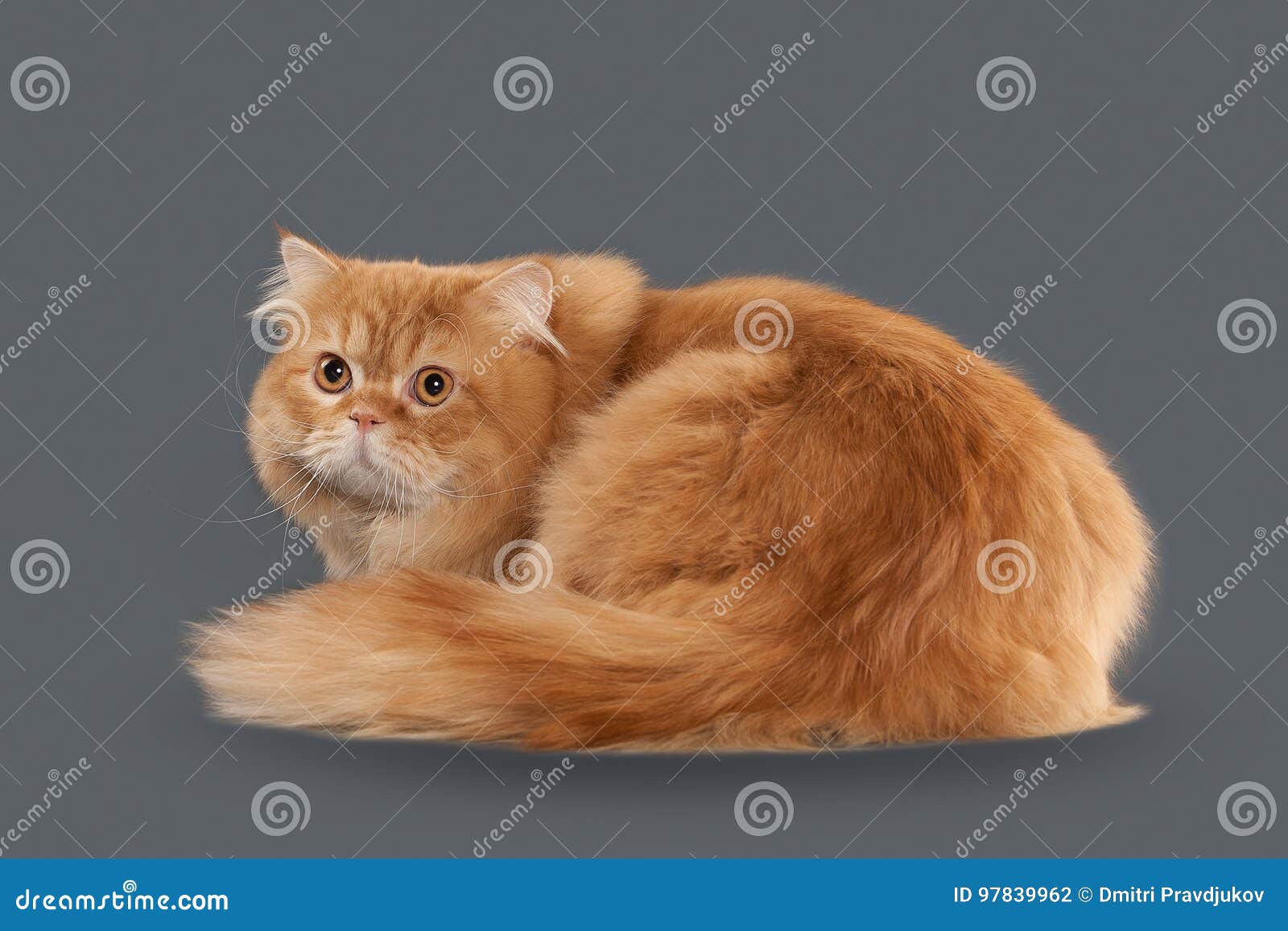 Cat. Red Long Hair British Cat on Gray Background Stock Photo - Image ...