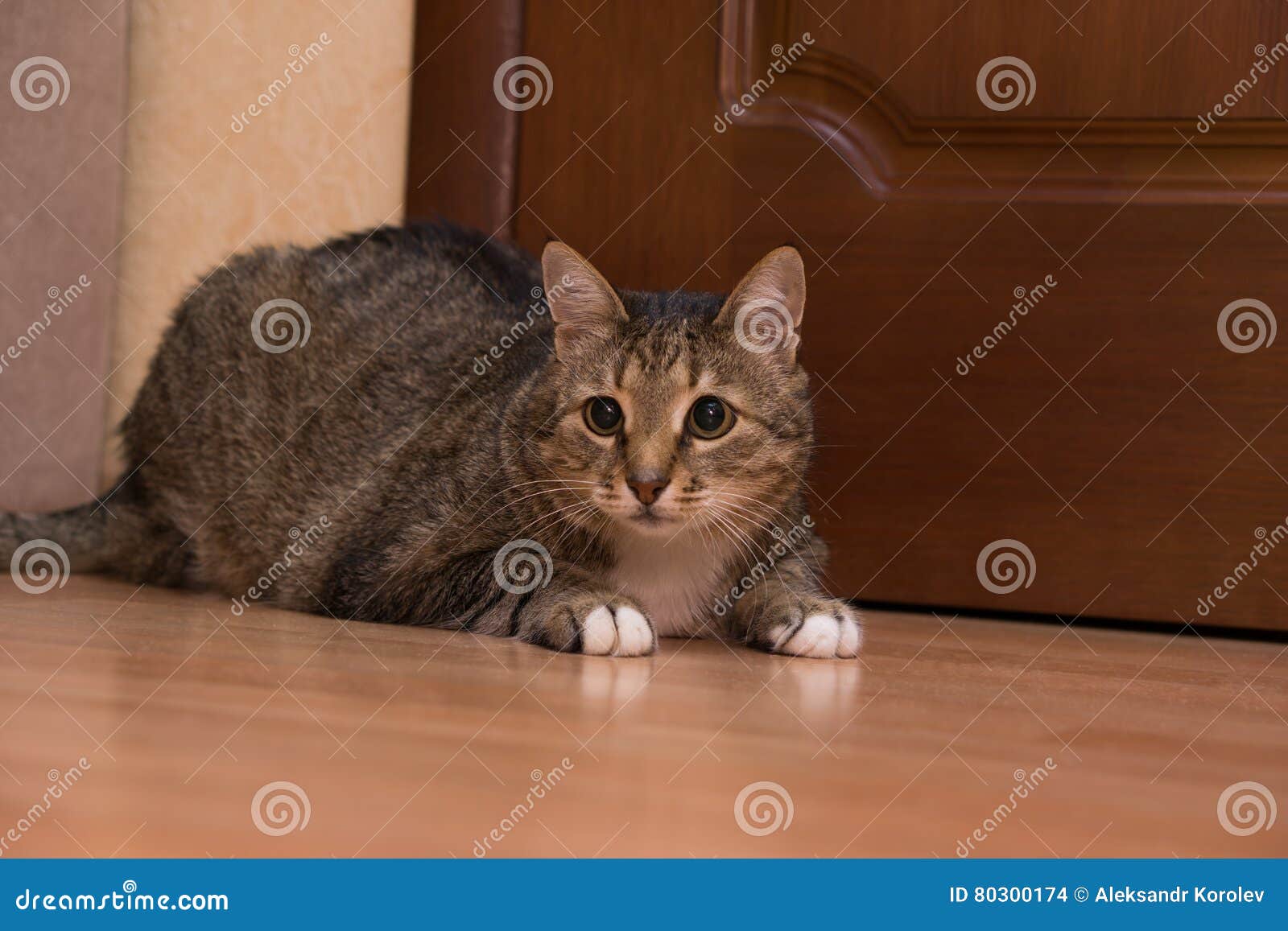 Cat with a red ribbon stock photo. Image of mammal, house - 80300174