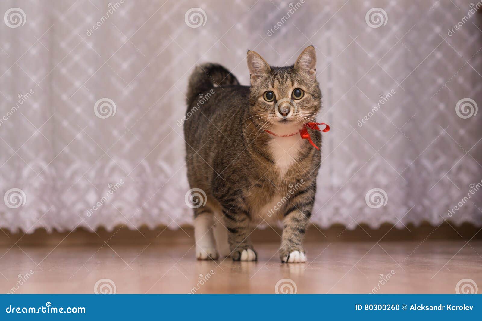 Cat with a red ribbon stock photo. Image of home, play - 80300260