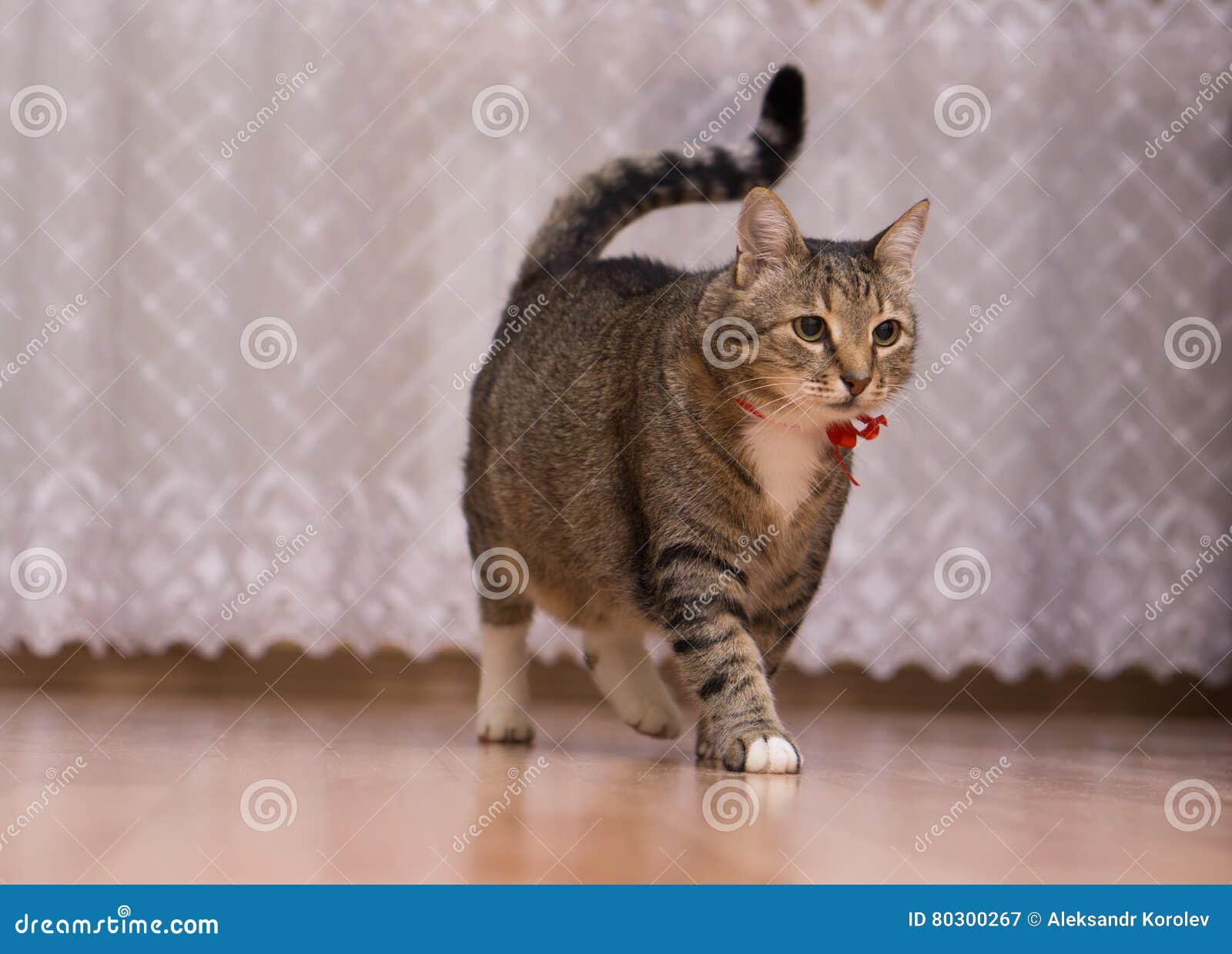 Cat with a red ribbon stock image. Image of adorable - 80300267