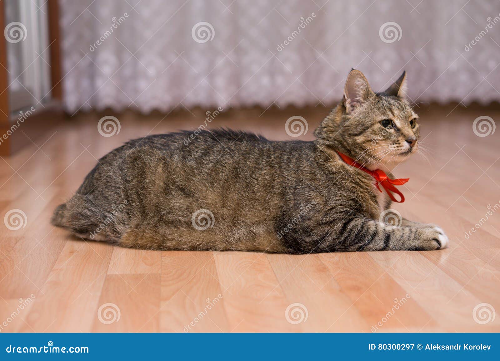 Cat with a red ribbon stock image. Image of domestic - 80300297