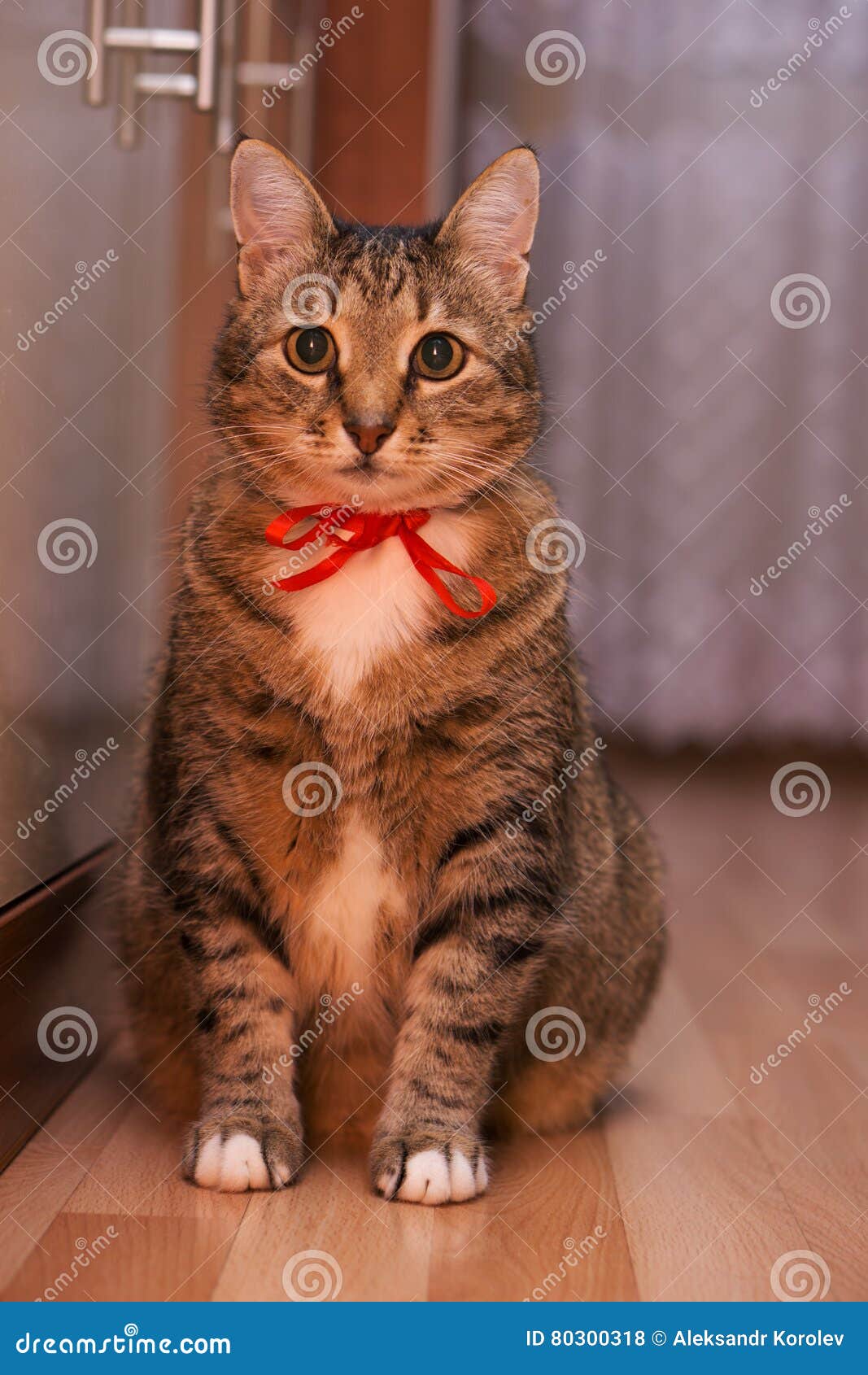 Cat with a red ribbon stock photo. Image of home, charming - 80300318