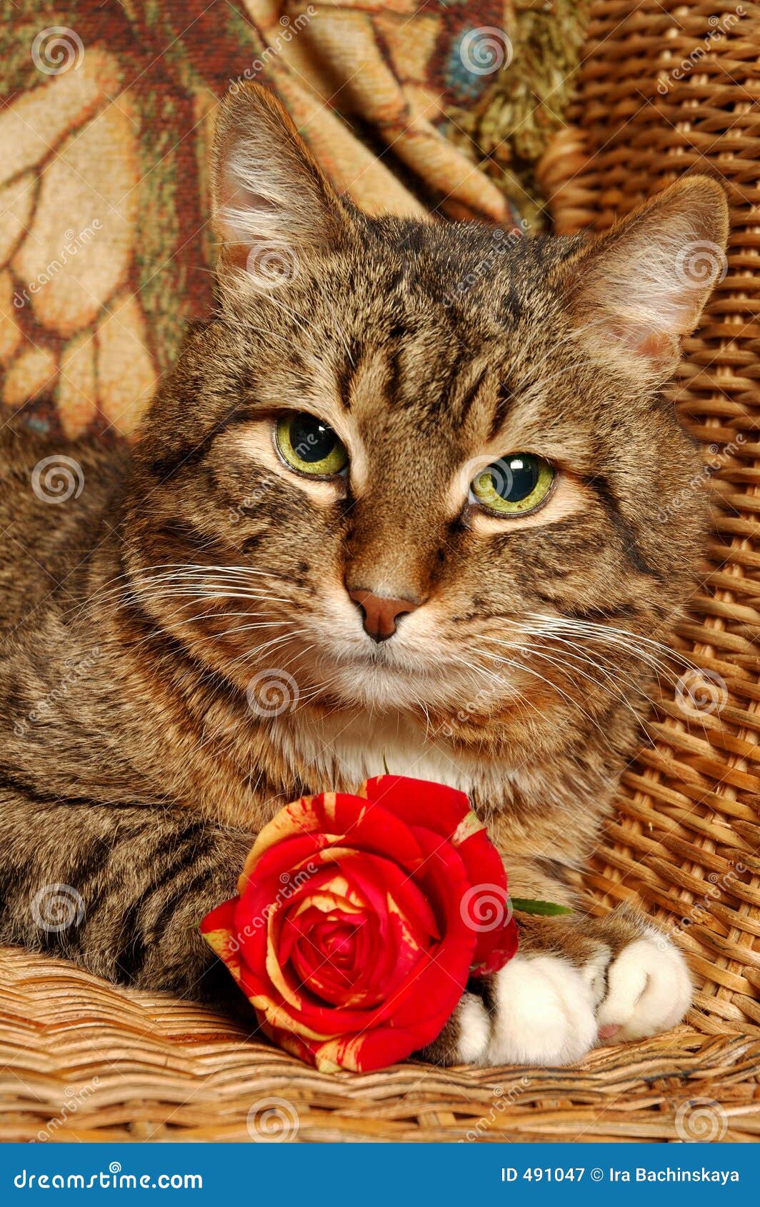 Cat with red rose stock image. Image of comfort, feline - 491047