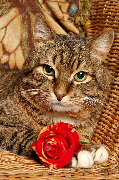 Cat with red rose stock image. Image of comfort, feline - 491047