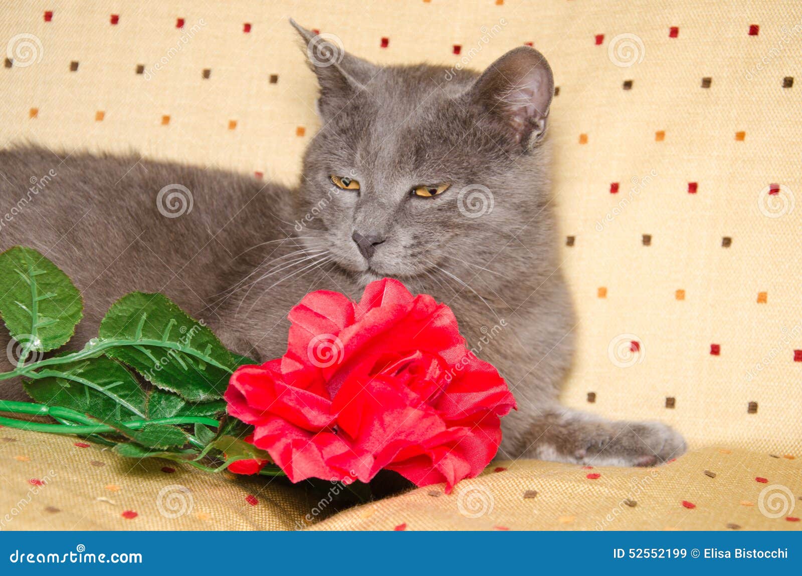 Cat with red rose stock image. Image of beauty, animals - 52552199