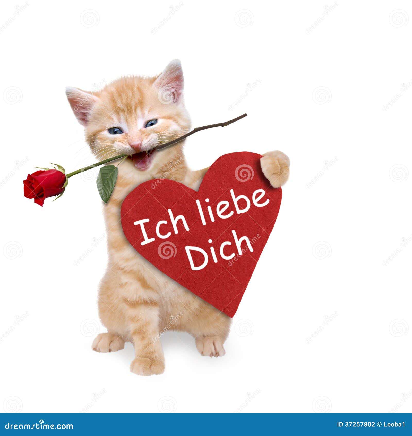 Cat with a Red Rose and Red Heart Stock Photo - Image of business ...