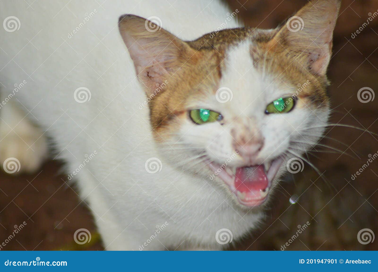 Cat with reflecting eyes stock image. Image of nose - 201947901